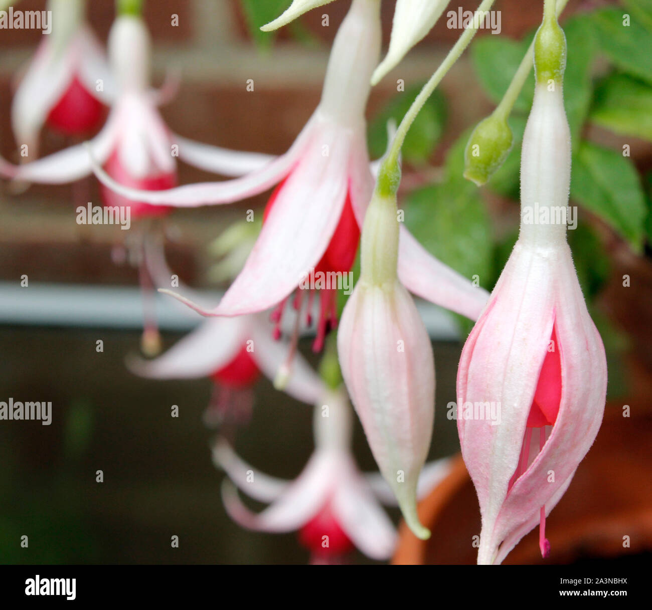 Fuchsia flower heads hi-res stock photography and images - Alamy