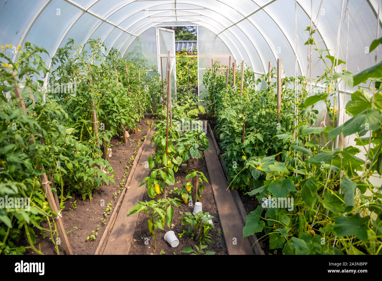 Garden greenhouse plant hi-res stock photography and images - Alamy