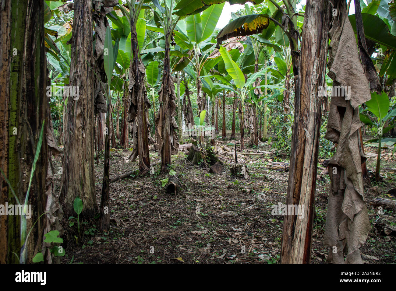 Bananas in rainforest hi-res stock photography and images - Alamy