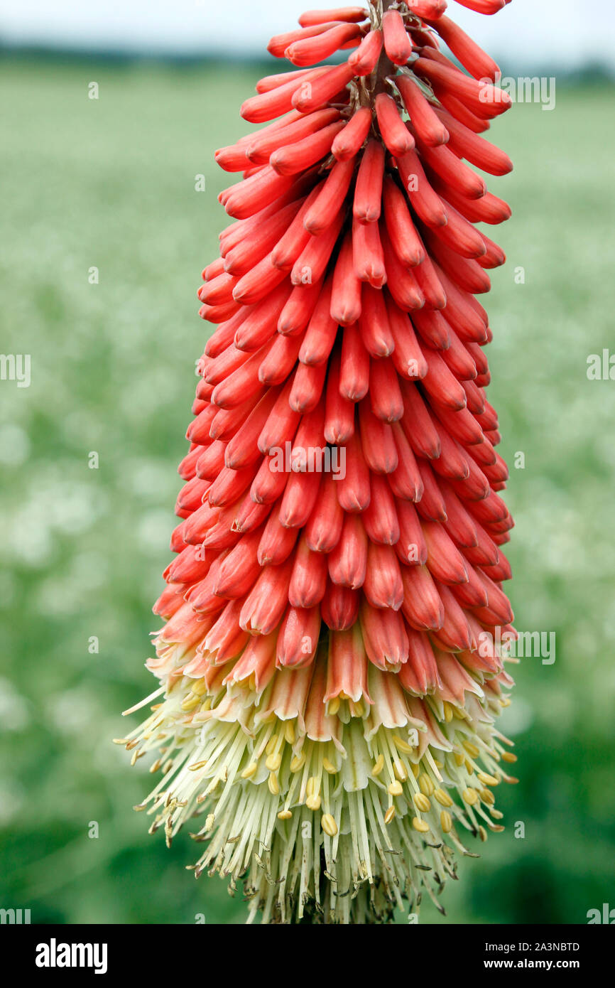 Red hot poker plant hi-res stock photography and images - Alamy