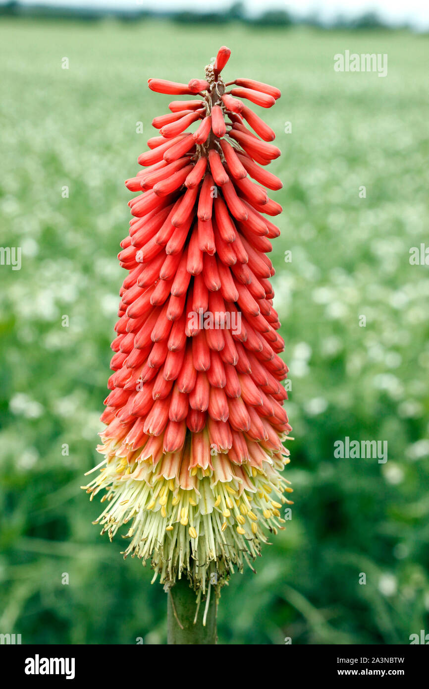 Kniphofia Red Hot Poker plant flower spike Stock Photo - Alamy