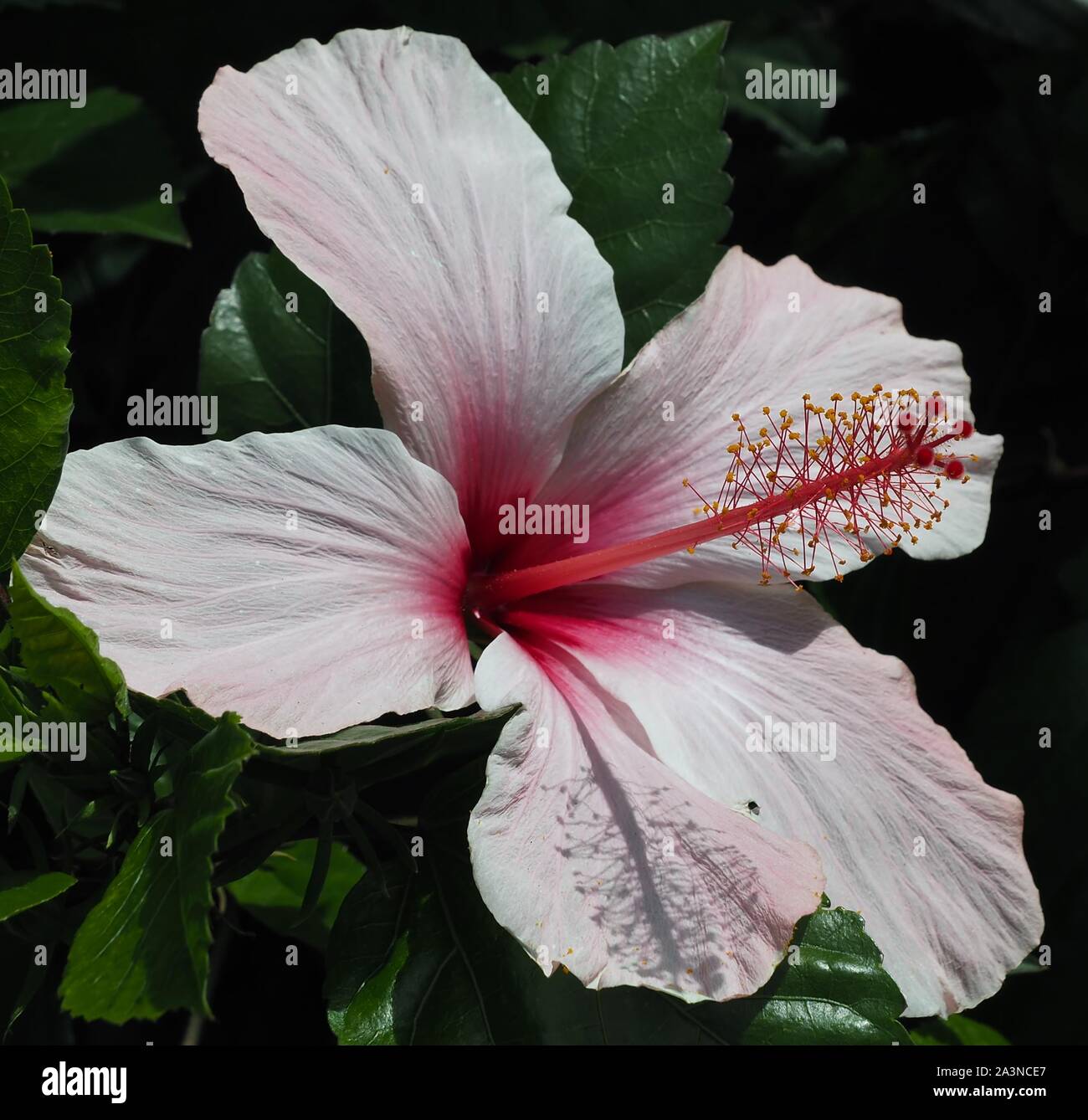 Flowers of Northern Italy Stock Photo - Alamy