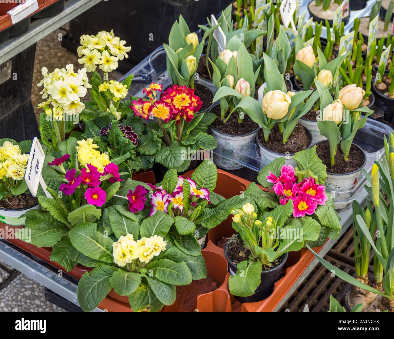 Garden Centre Spring Panorama Stock Photo - Alamy