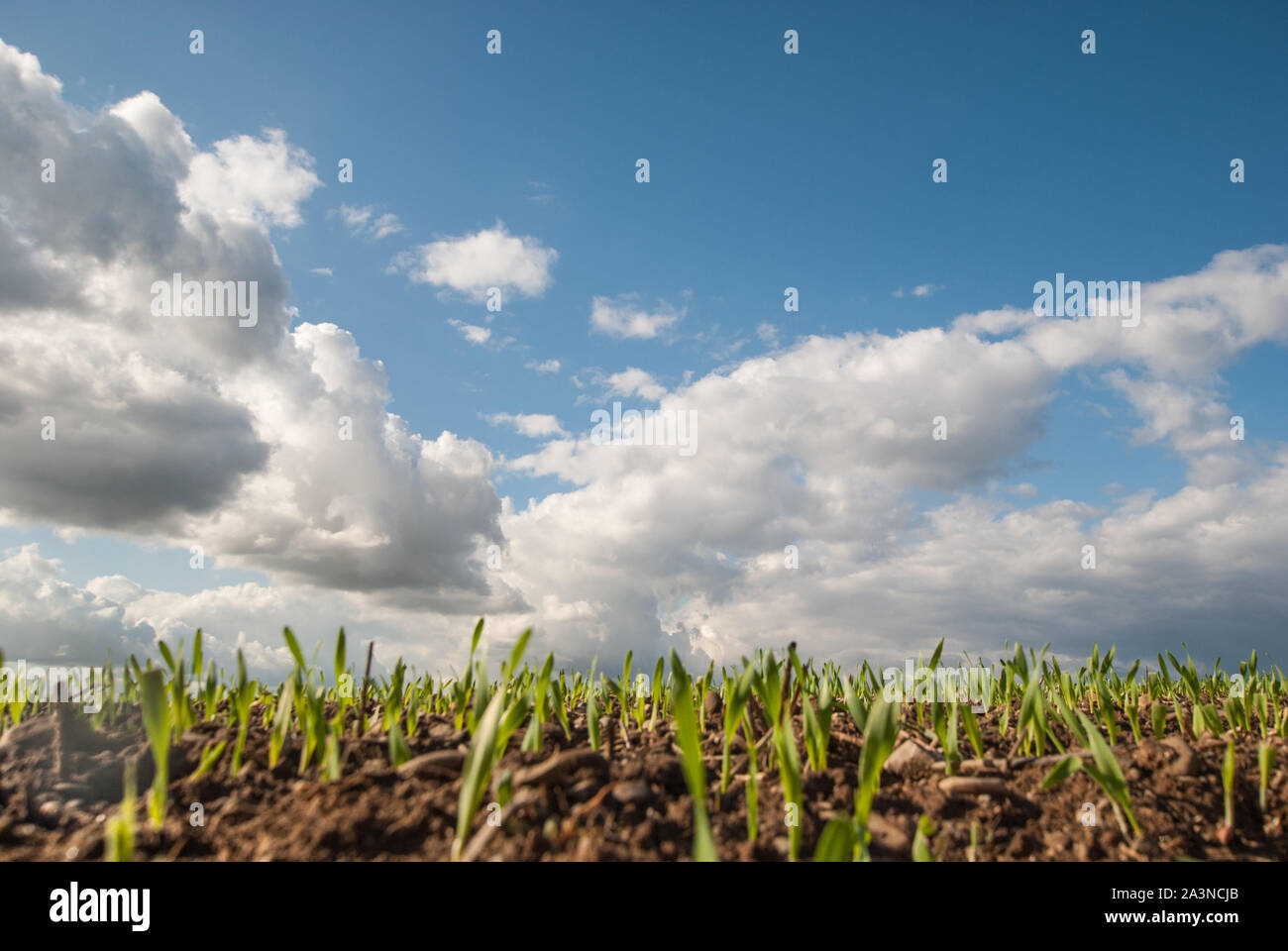 The sky is clearing, after a rain shower over a field., Low angle Stock ...