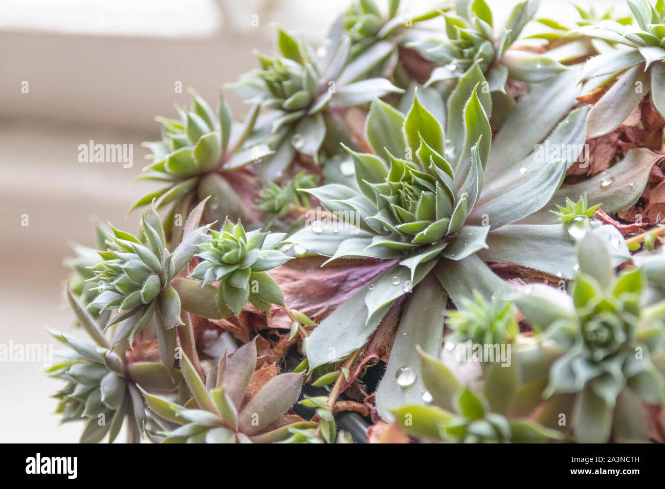 Soft natural view of Sempervivum "Hen and Chicks" succulent plant, with ...