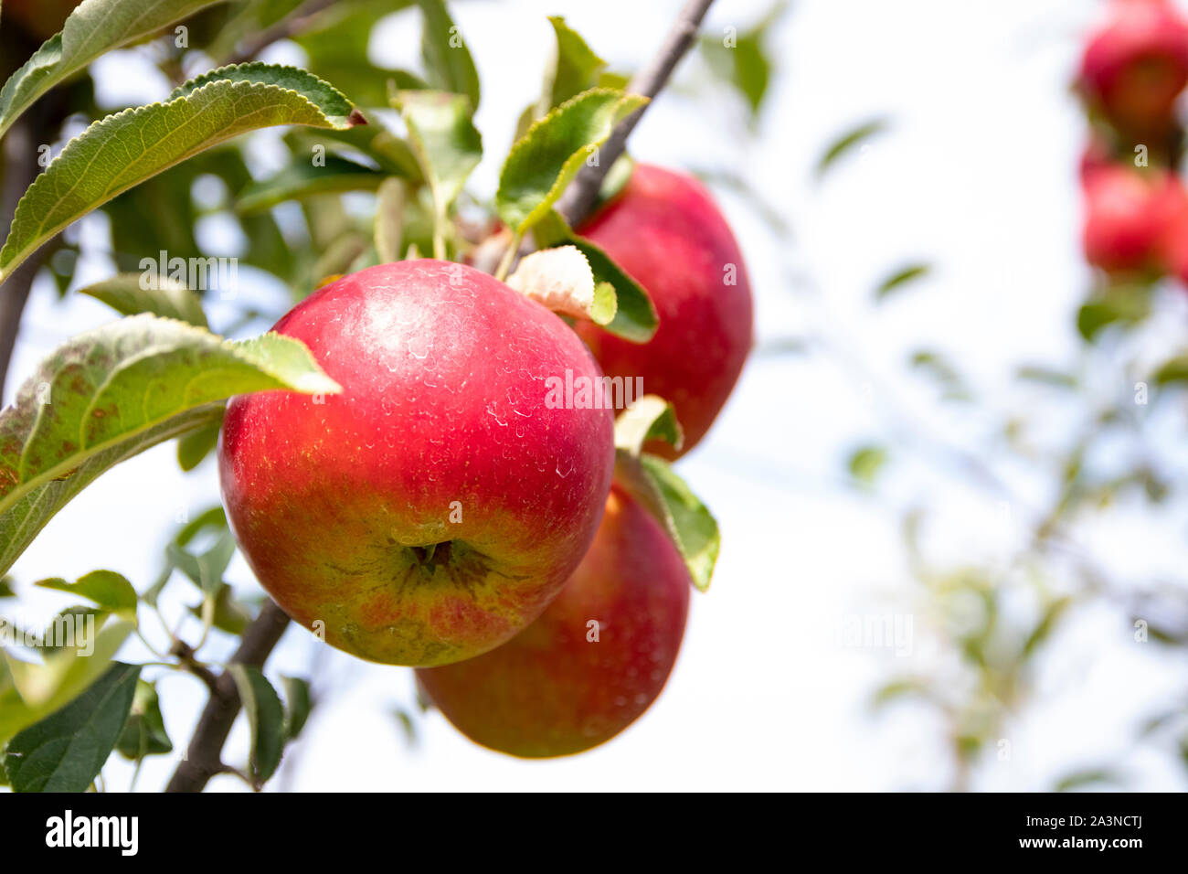 Cherry apples hi-res stock photography and images - Alamy