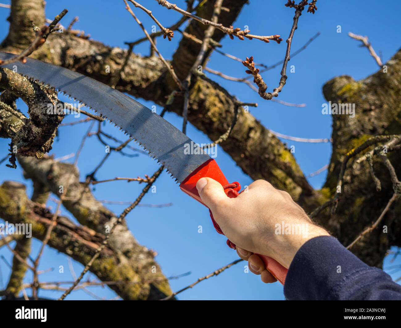 tree saw gardening Stock Photo - Alamy