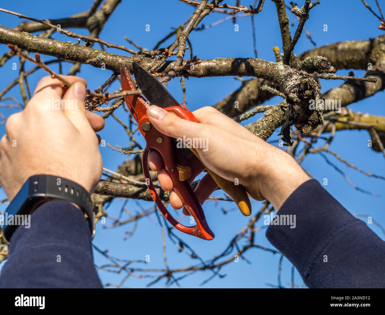 secateurs Tree pruning in spring Stock Photo - Alamy