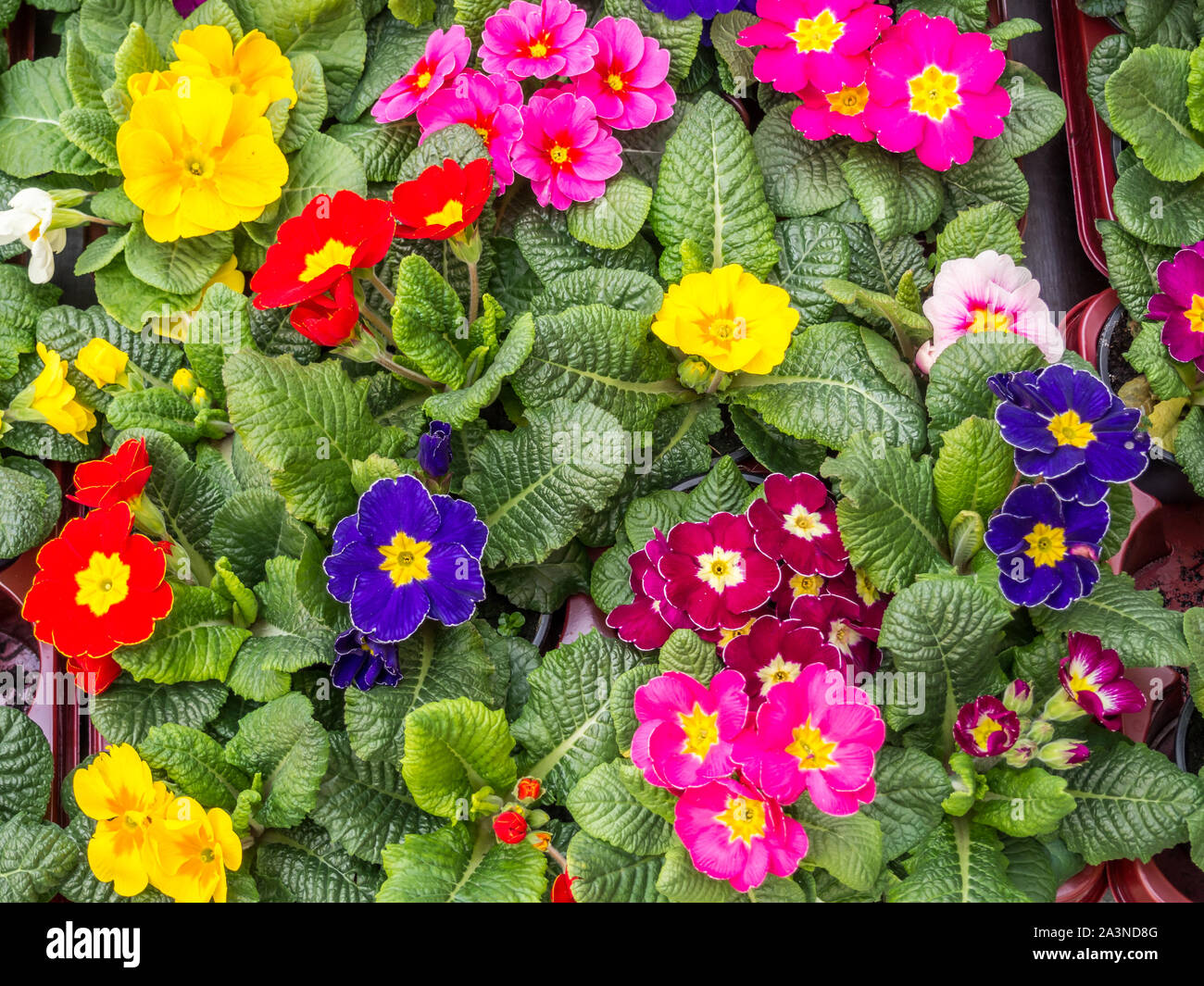 Beautiful pink primulas in hi-res stock photography and images - Alamy