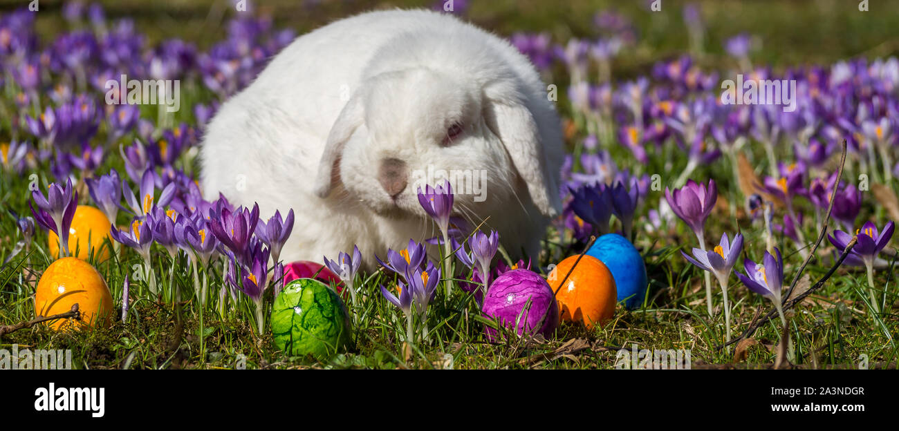 Panorama Easter bunny in a spring meadow Stock Photo - Alamy
