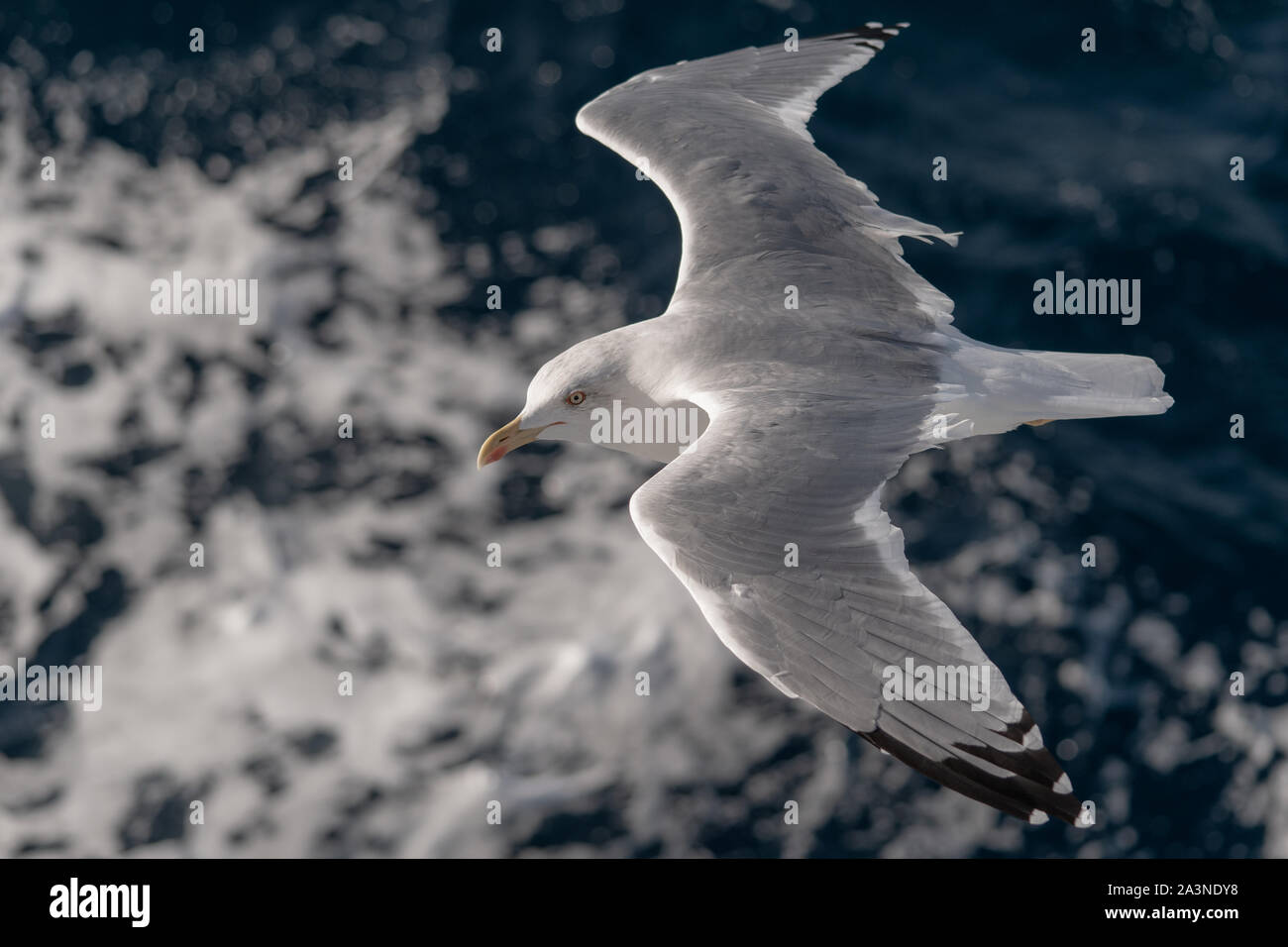 Seagull flying soaring over hi-res stock photography and images - Alamy