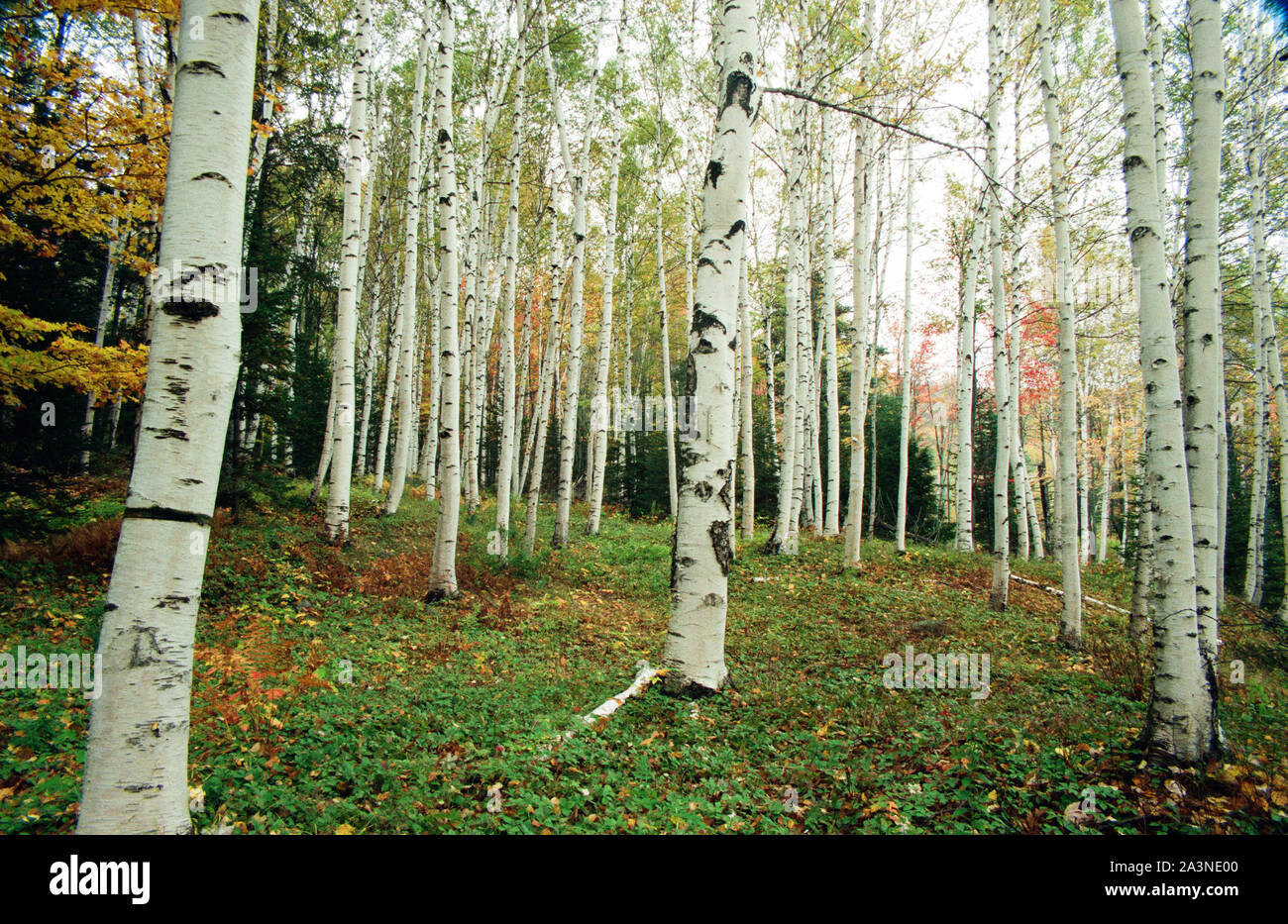 Birch grove in autumn forest hi-res stock photography and images - Alamy