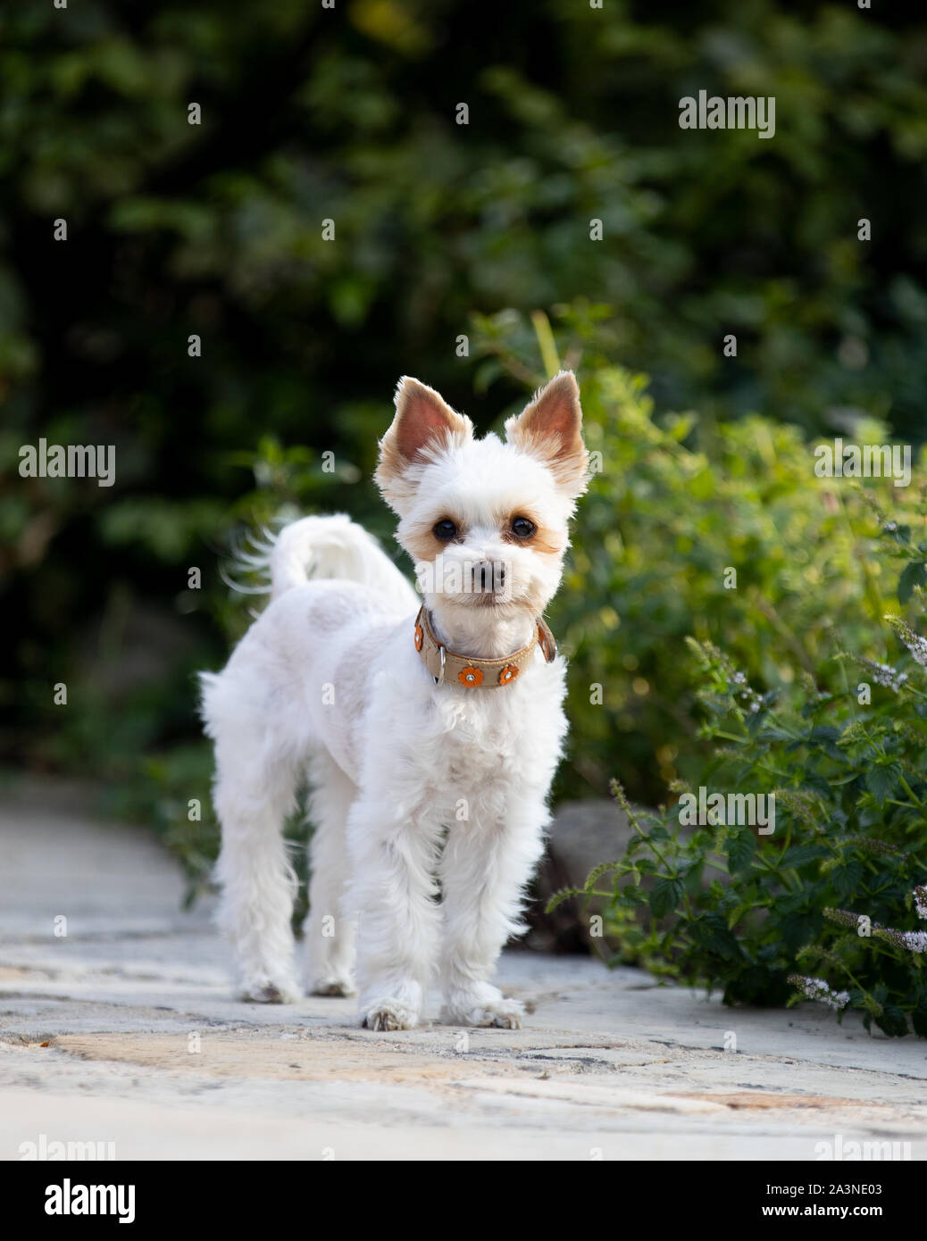 White Yorkie Mix