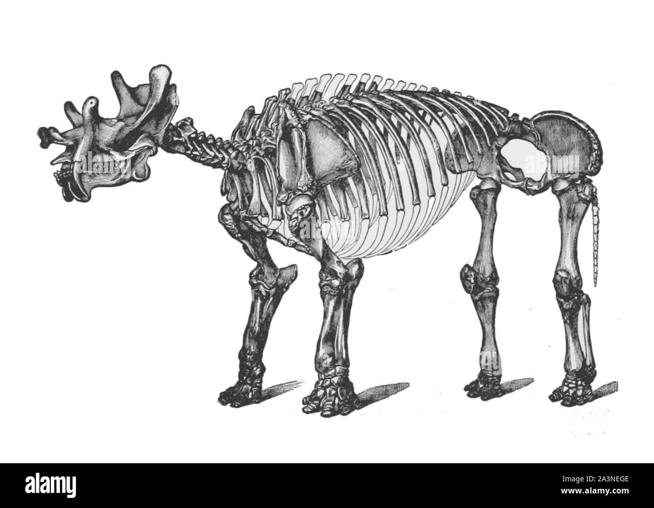 vintage illustration of an extinct animal Stock Photo - Alamy