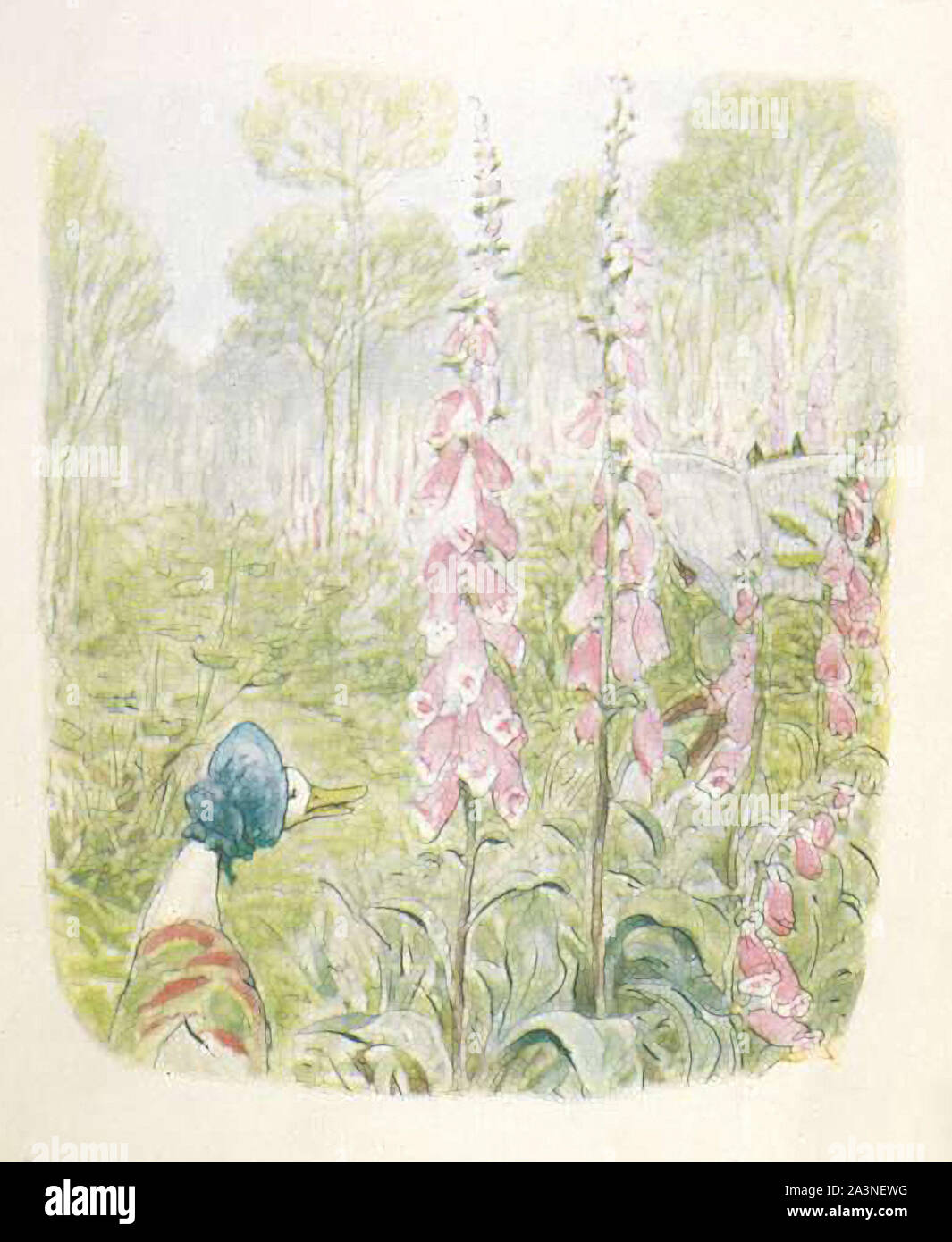 Beatrix Potter Illustration Frog High Resolution Stock Photography and ...
