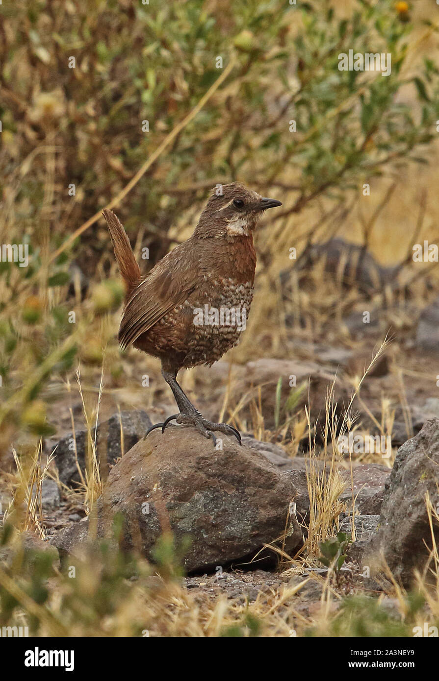 Moustached Turca (Pteroptochos megapodius megapodius) adult standing on ...