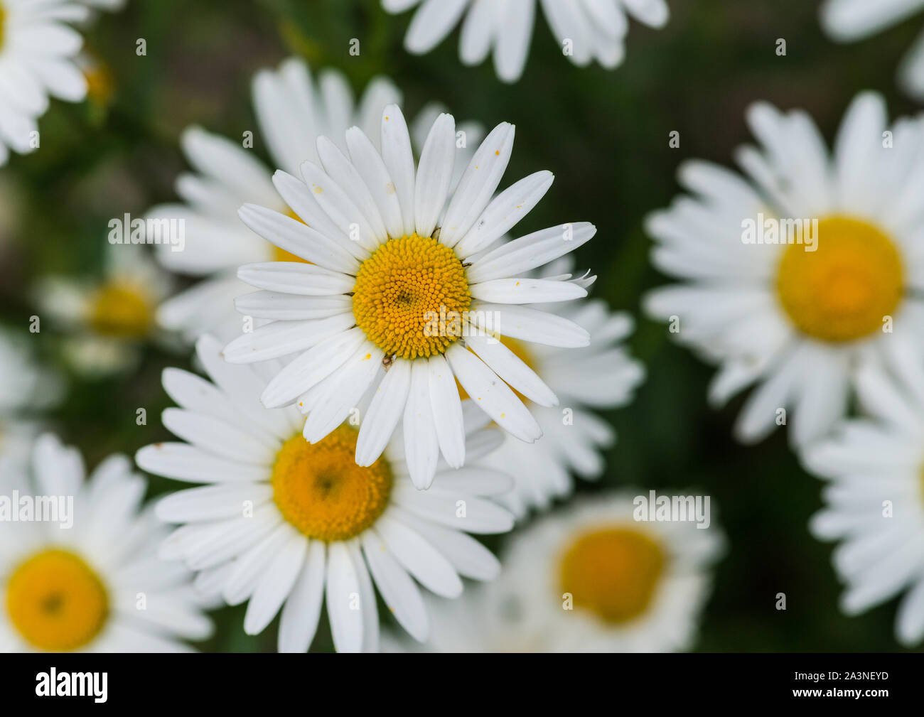 Daisy blooms hi-res stock photography and images - Alamy