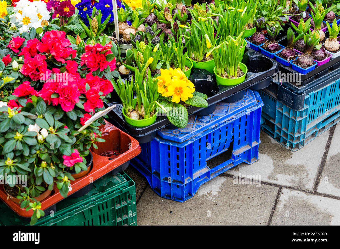 Spring flowers weekly market Stock Photo - Alamy