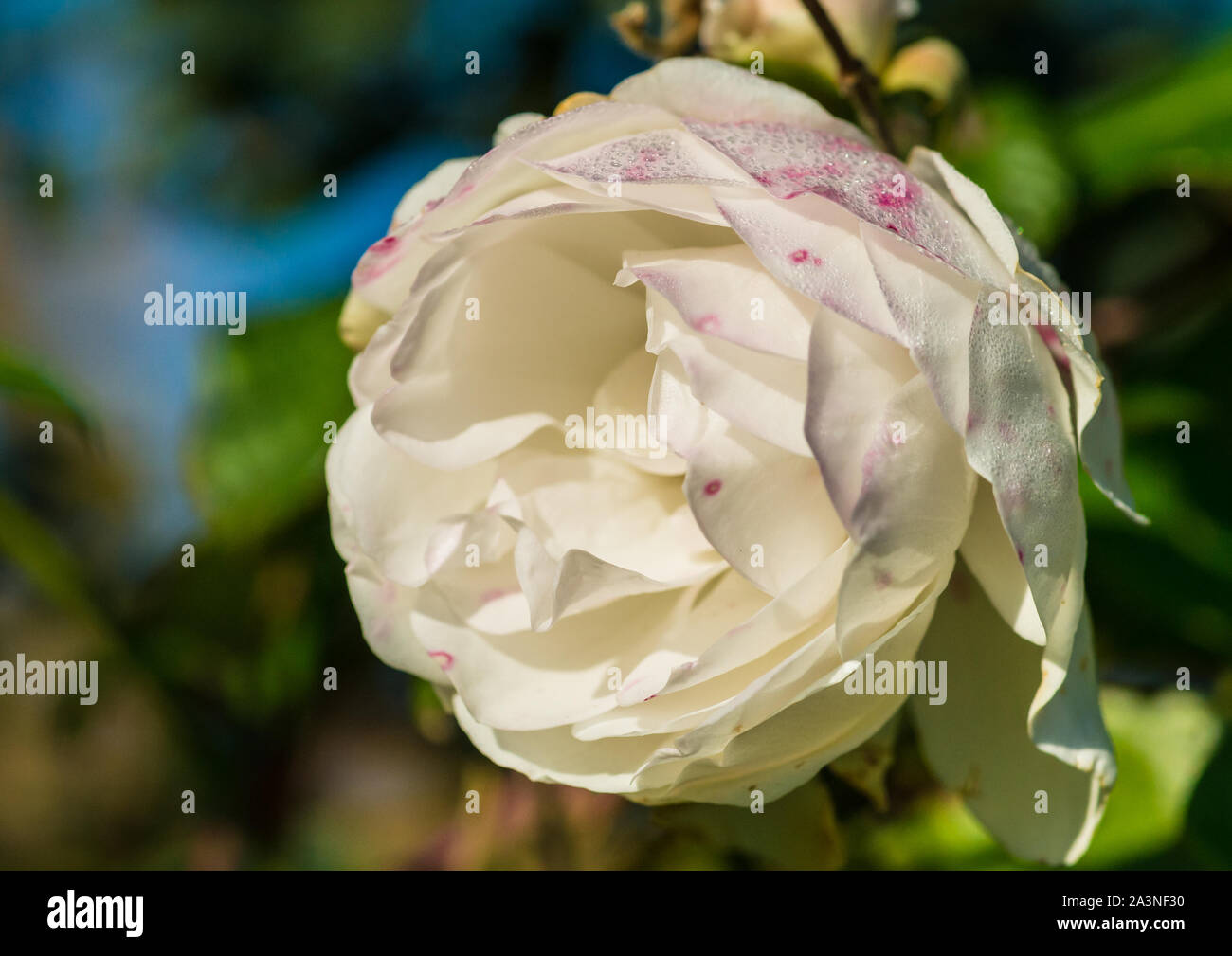 Closeup white rose macro hi-res stock photography and images - Alamy