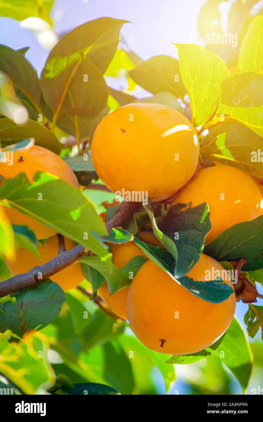 Persimmon tree with many ripe persimmons in autumn. Fruit Stock Photo ...