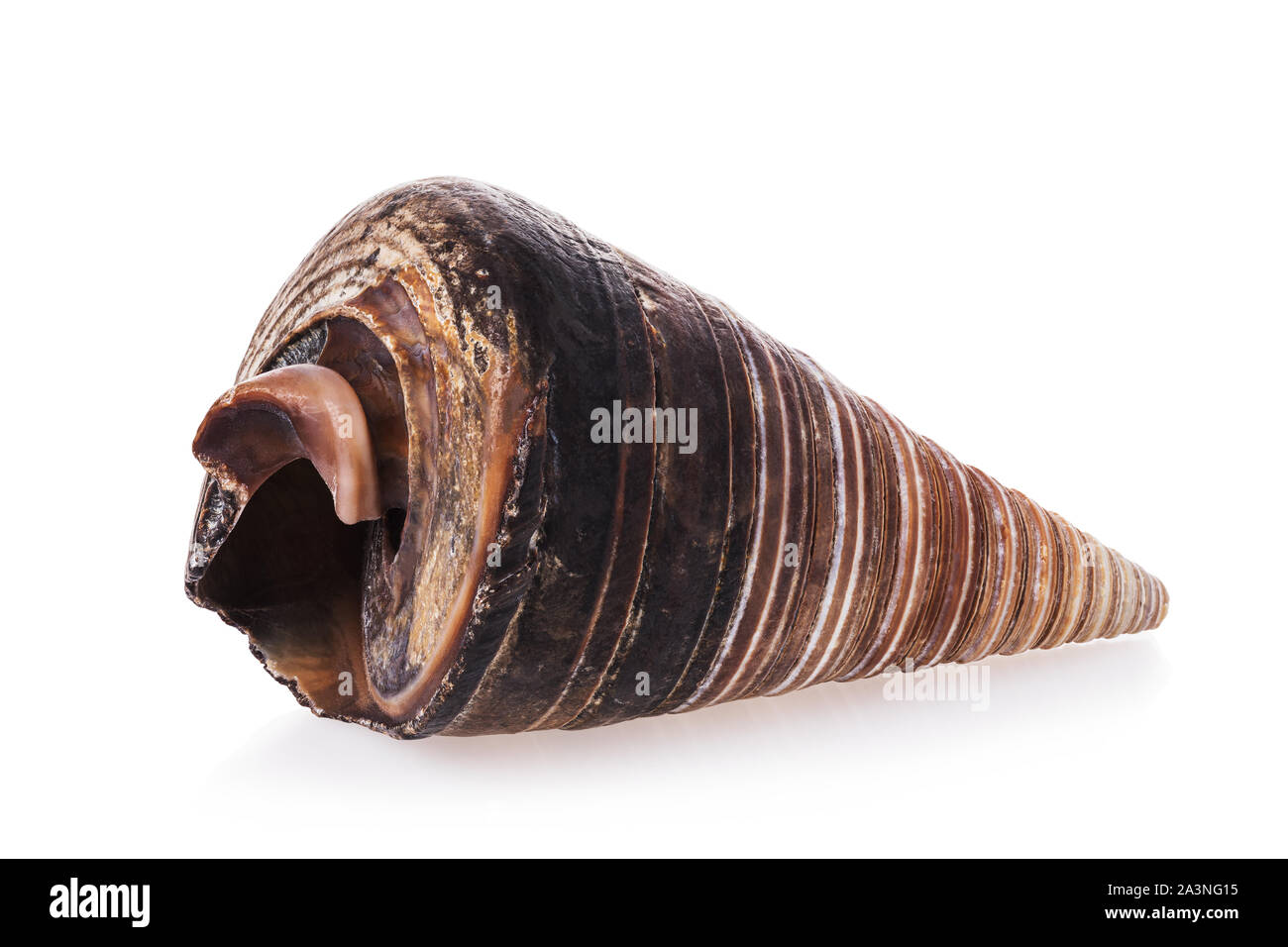 Cone Shaped Shell High Resolution Stock Photography and Images - Alamy