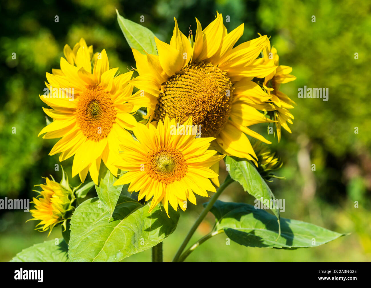 A shot of a sunflower displaying multiple blooms Stock Photo - Alamy