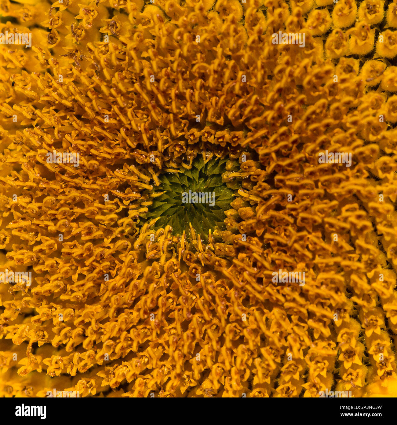 Closeup shot yellow anther hi-res stock photography and images - Alamy