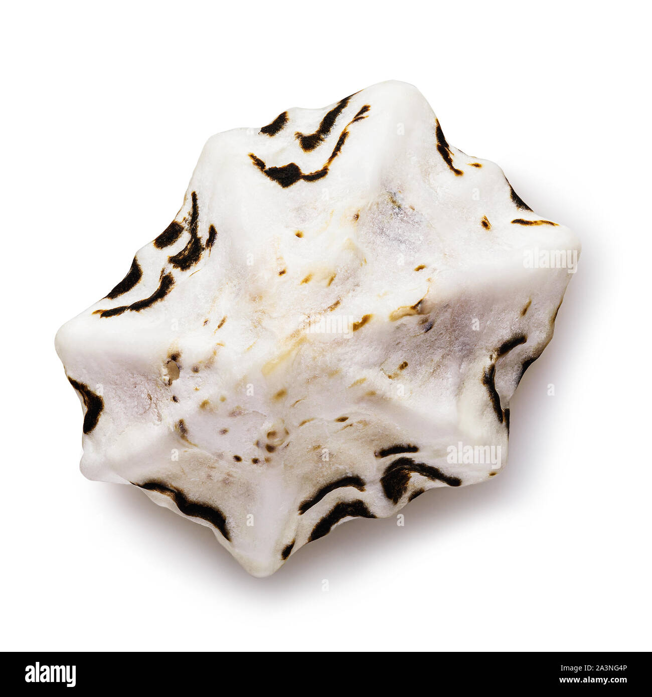 Seashell isolated on white background, top view Stock Photo - Alamy