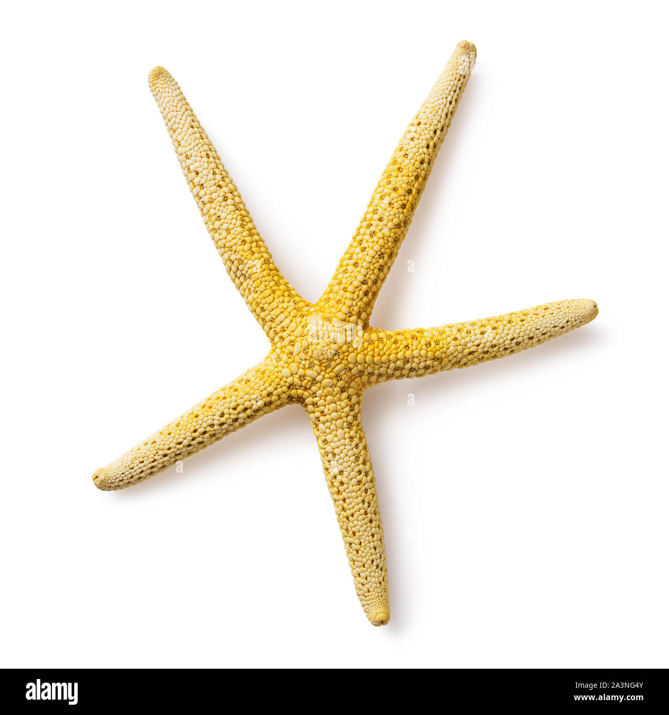 Yellow starfish isolated on white background, top view. Photo taken by ...