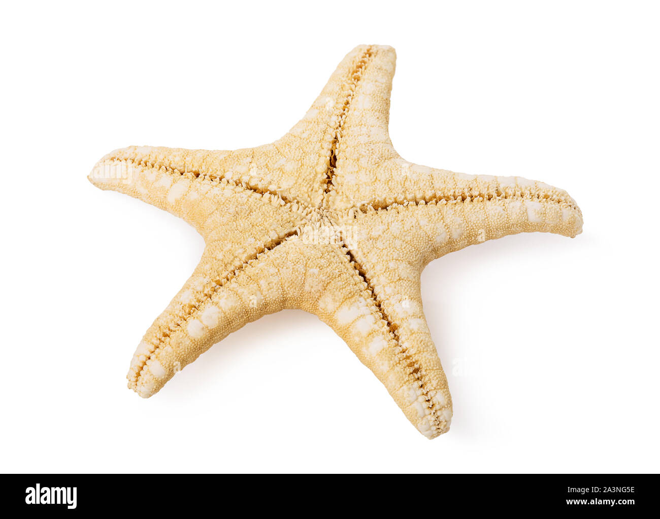 Starfish isolated on a white background. View of the bottom of the ...
