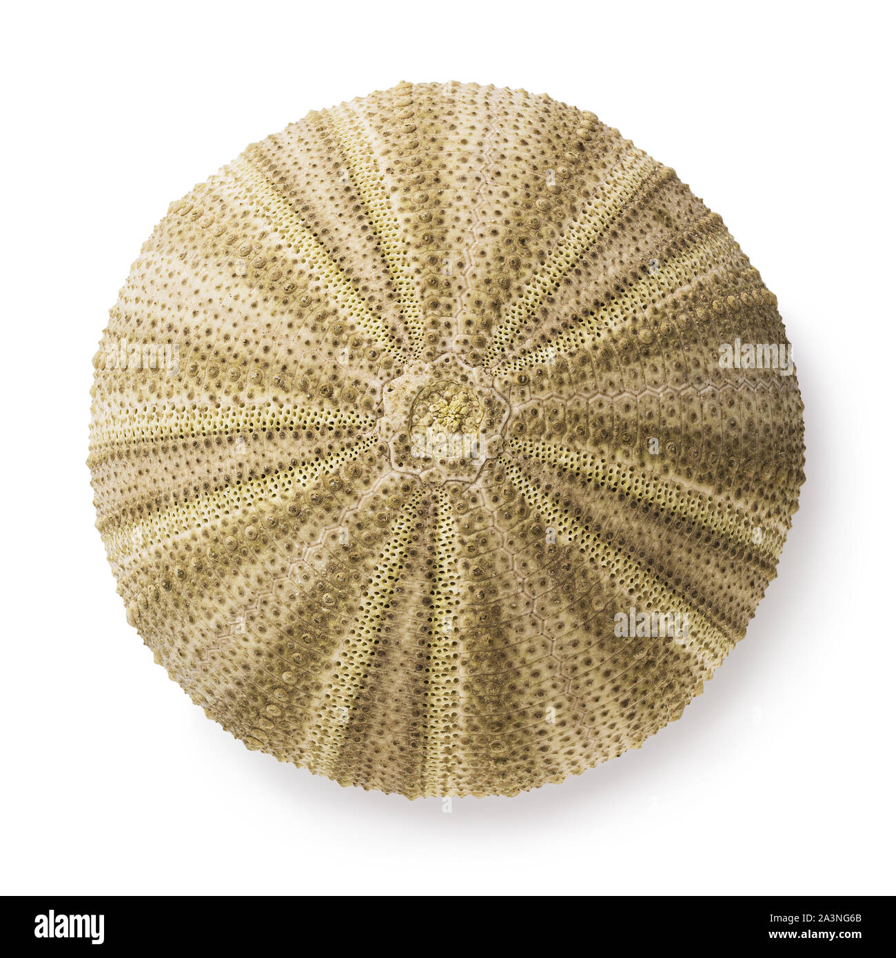 Shape of shell hi-res stock photography and images - Alamy
