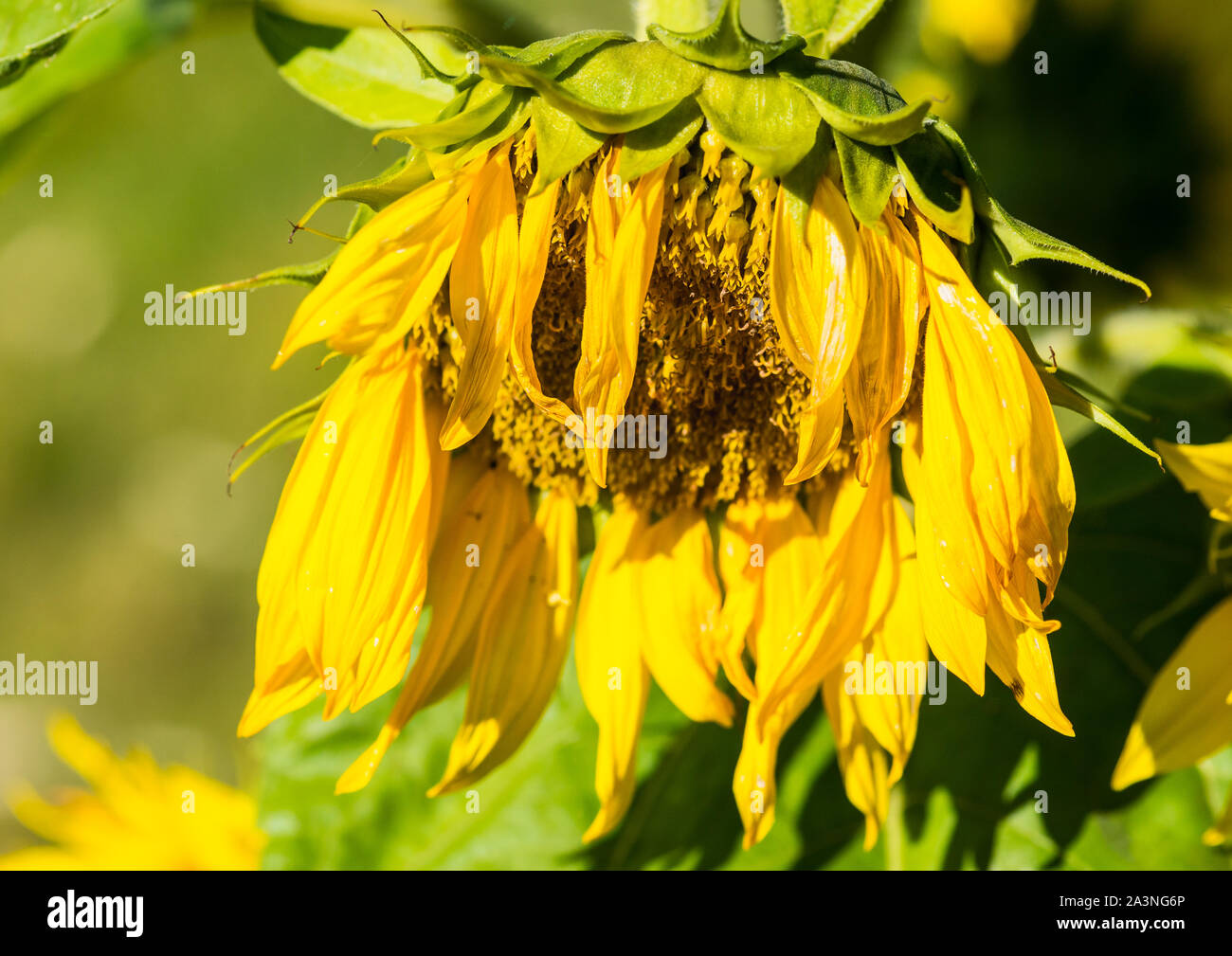 Decayed sunflower hi-res stock photography and images - Alamy