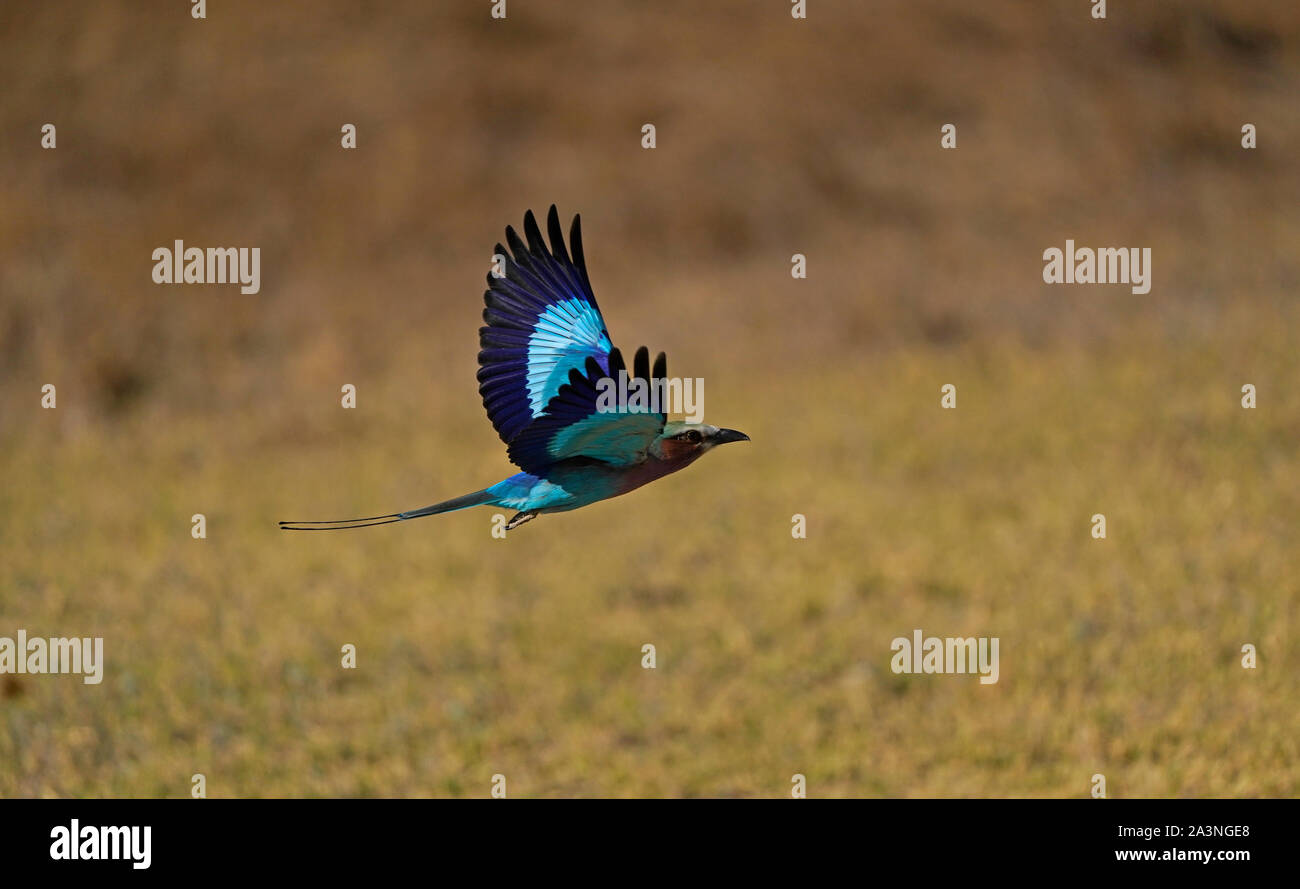 African birdlife is very colourful and beautiful Stock Photo - Alamy