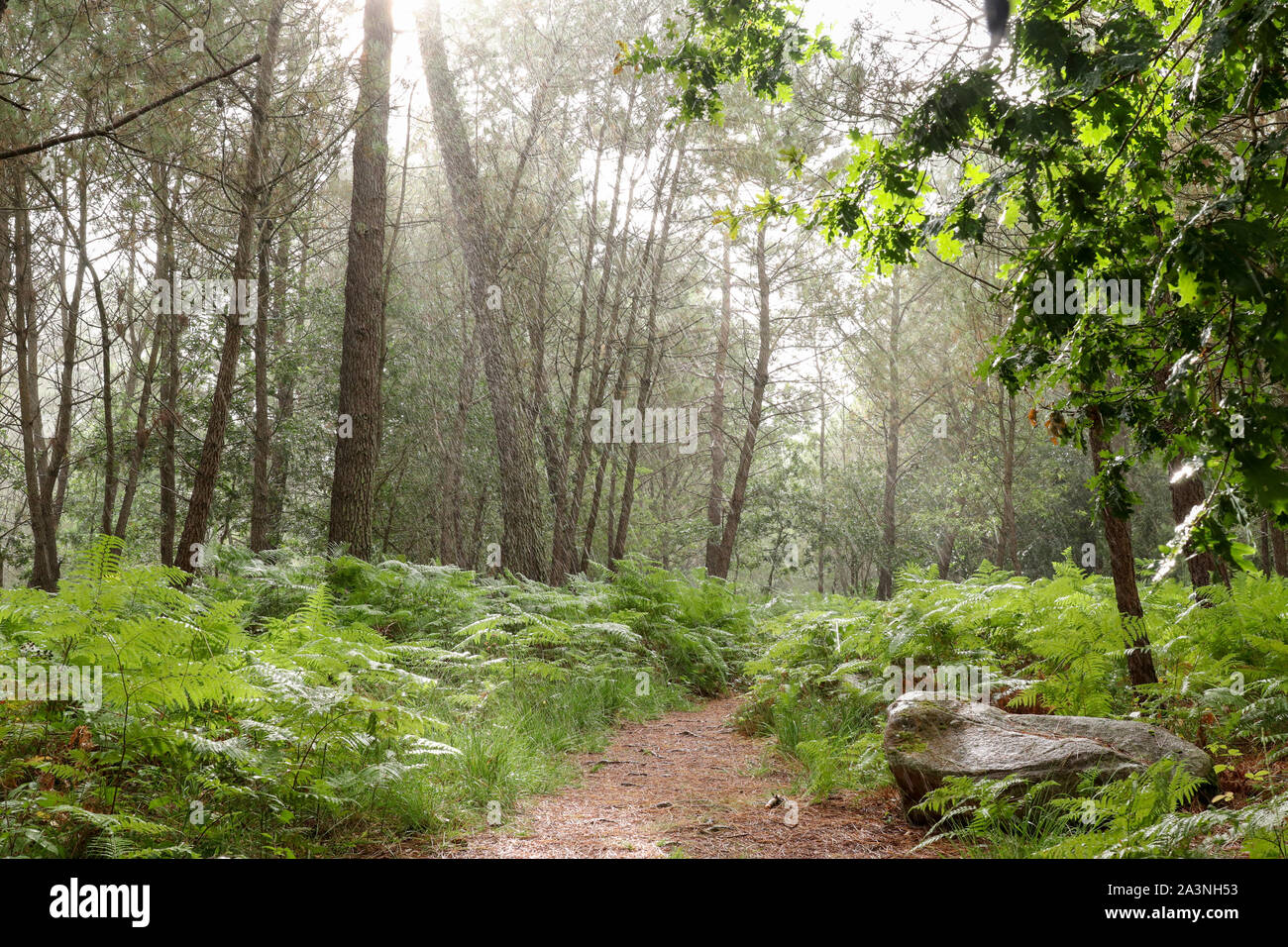 Rainy day in the forest - sprinkling of rain Stock Photo - Alamy