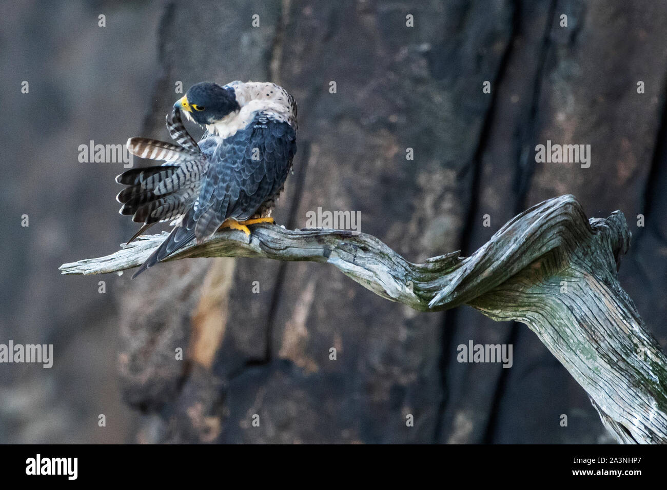 Peregrine falcon preening tail feathers Stock Photo - Alamy