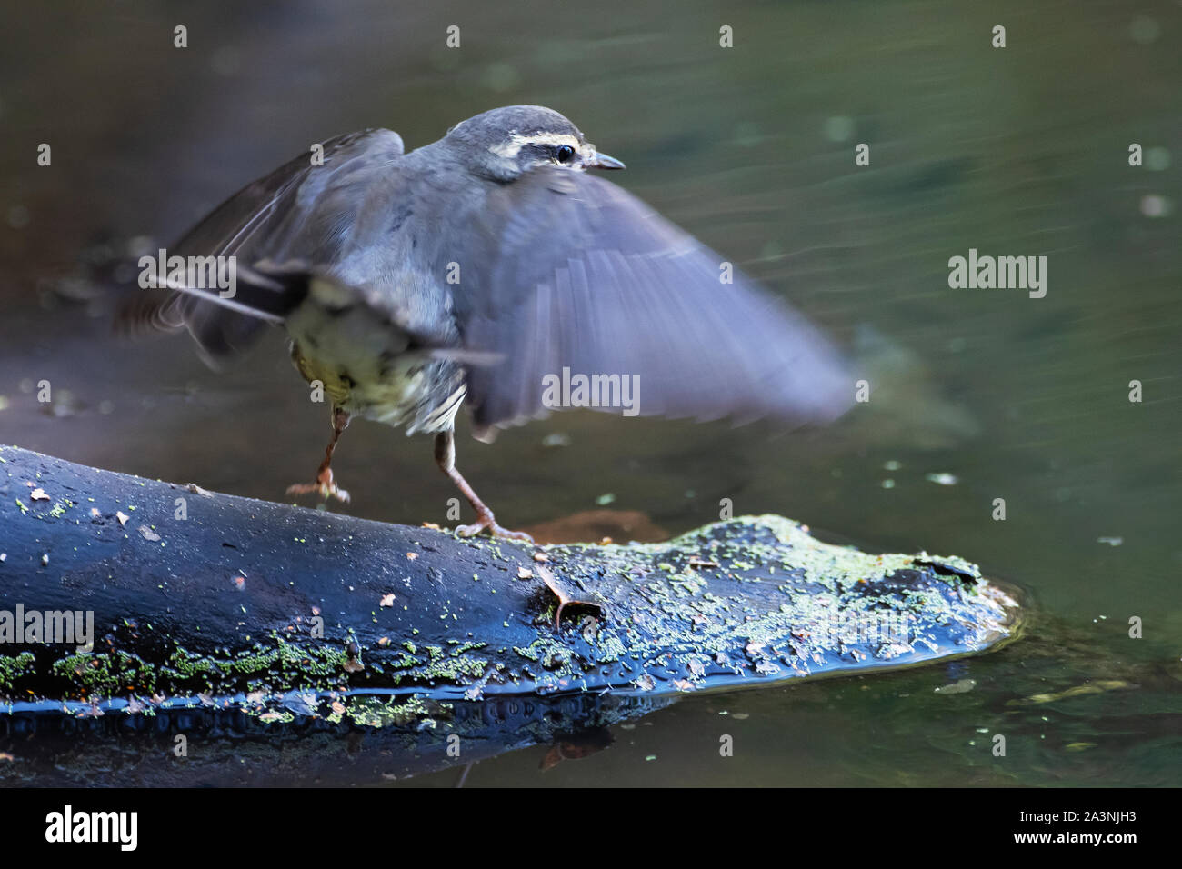 Northern waterthrush taking flight during fall migration Stock Photo ...