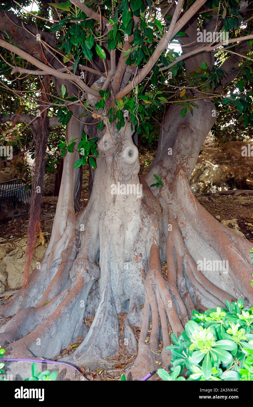 GIANT MORETON BAY FIG TREE ALICANTE Stock Photo - Alamy