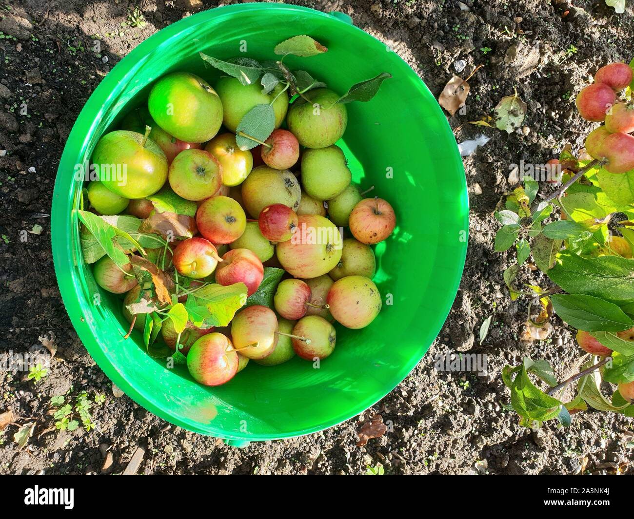 Apples in a green plastic bucket Stock Photo - Alamy