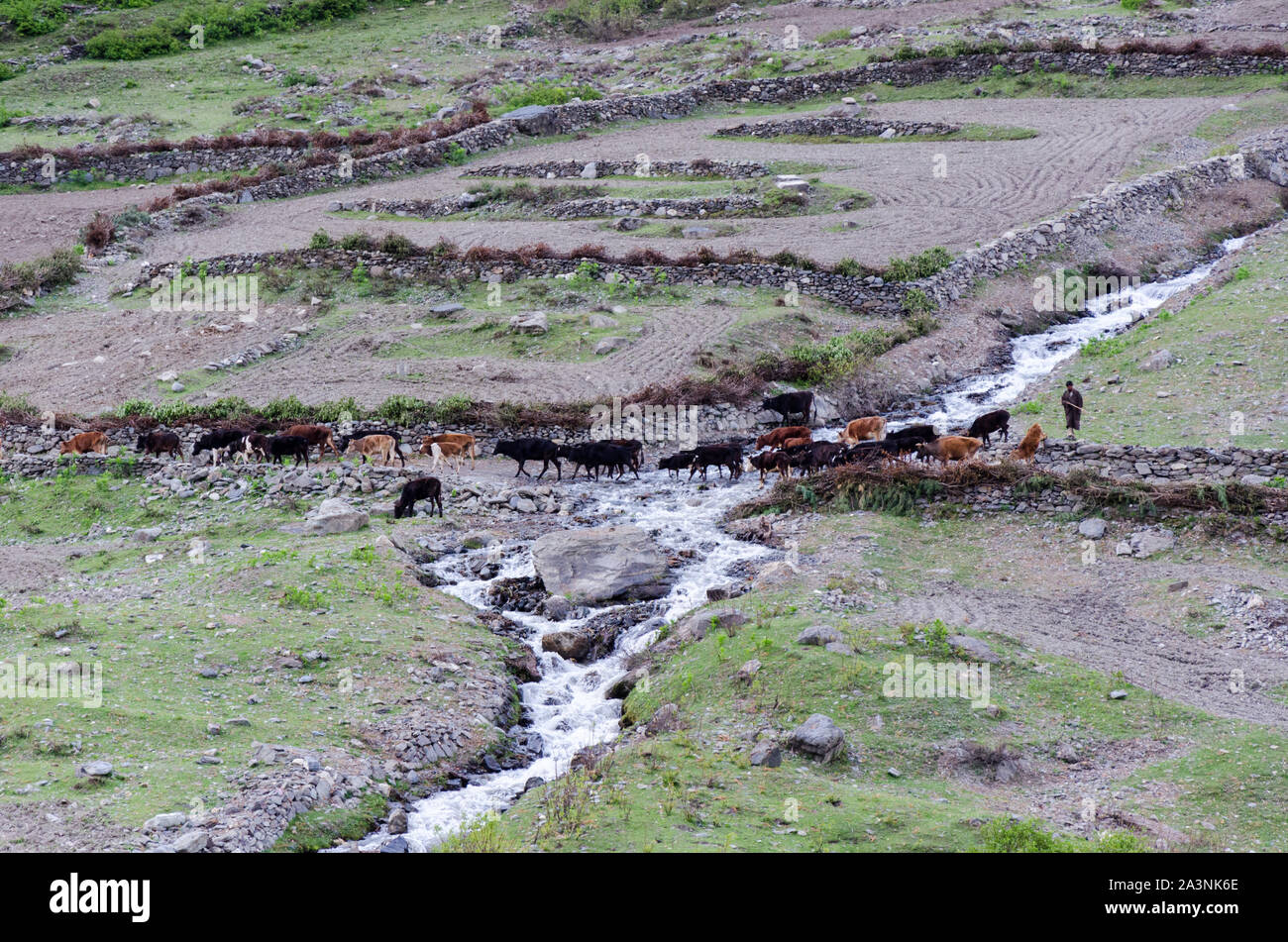 Cattle herder along with his livestock crossing a small river at ...