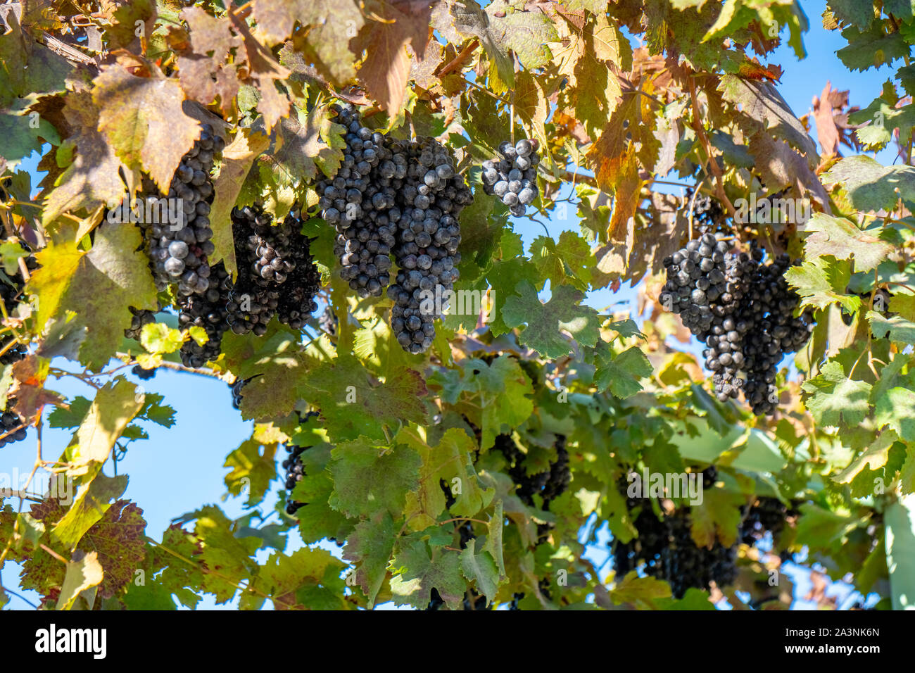 Ripe grapes of Saperavi in a vineyard before harvest, Kakheti, Georgia ...