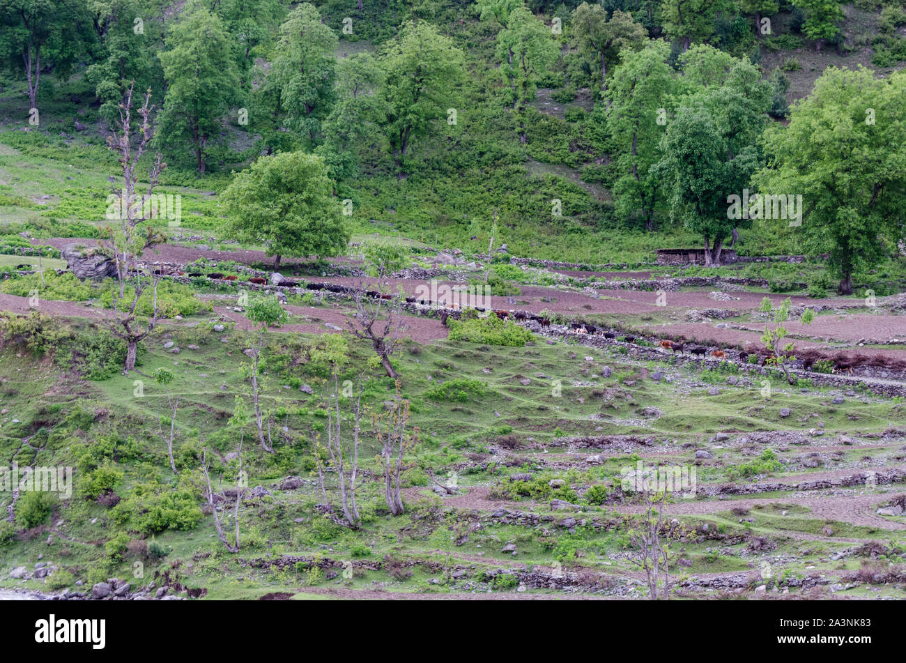 Cattle herder along with his livestock at Gagangir, Jammu and Kashmir ...