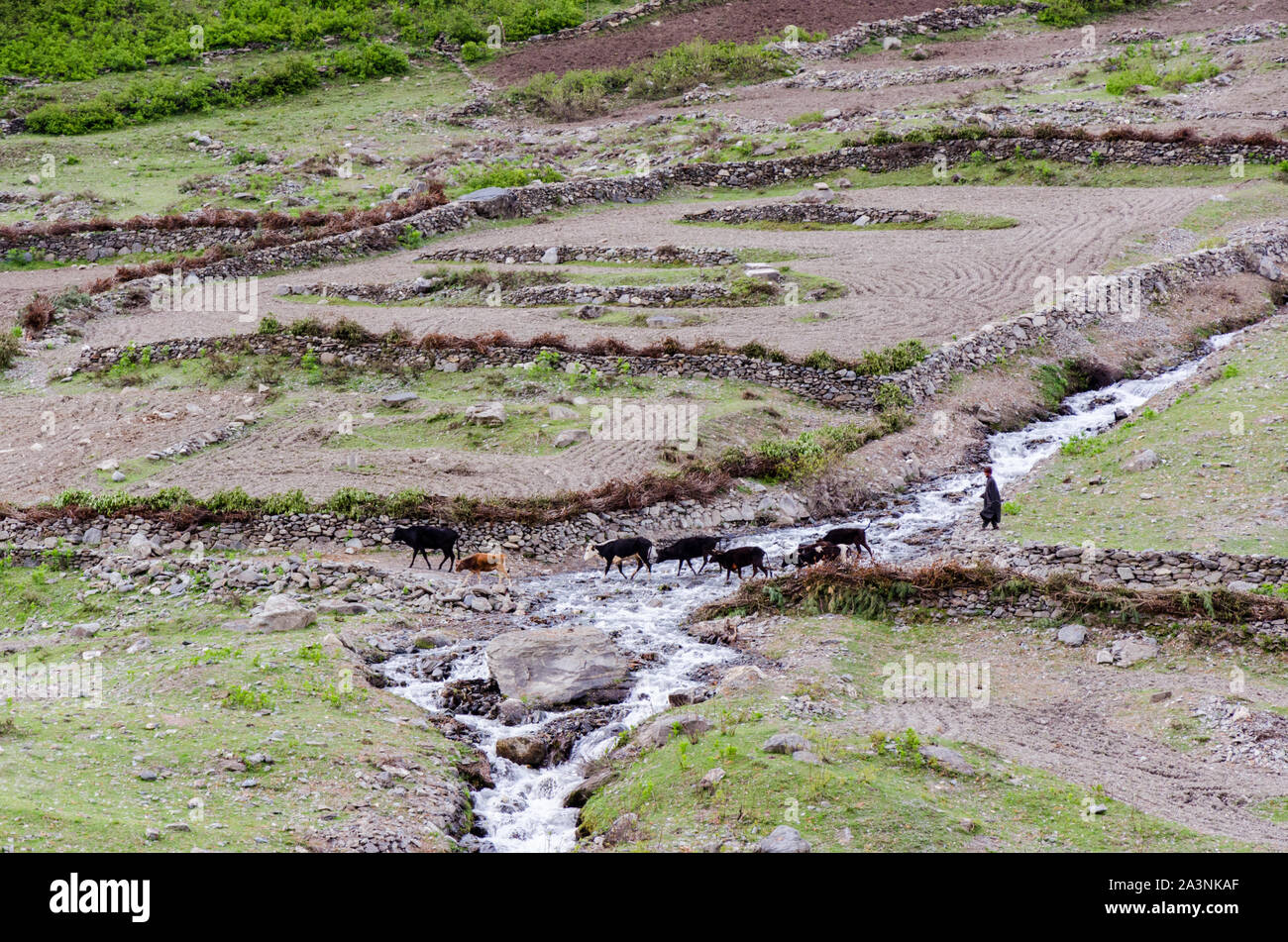Cattle herder along with his livestock crossing a small river at ...