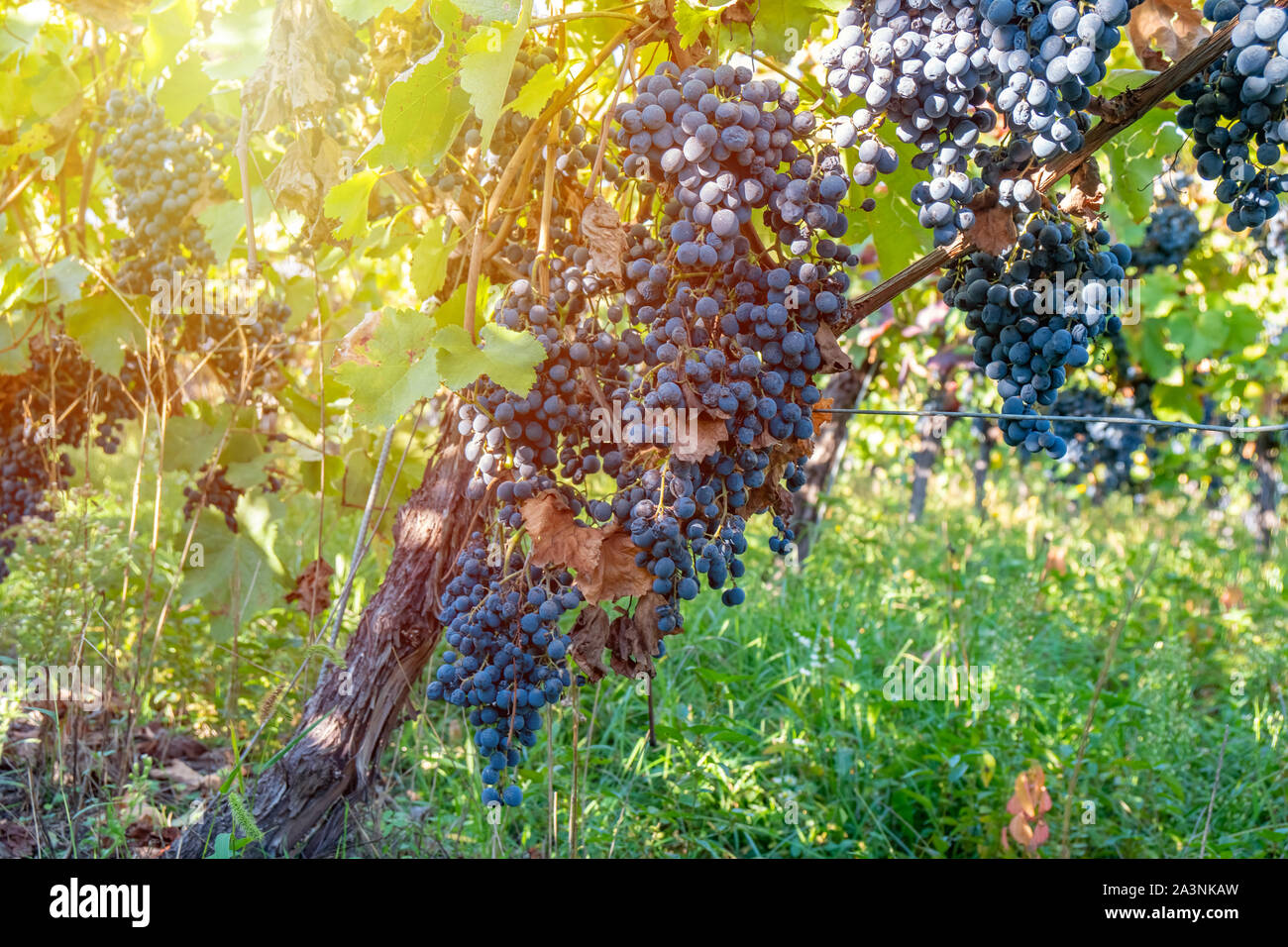 Saperavi vineyard hi-res stock photography and images - Alamy