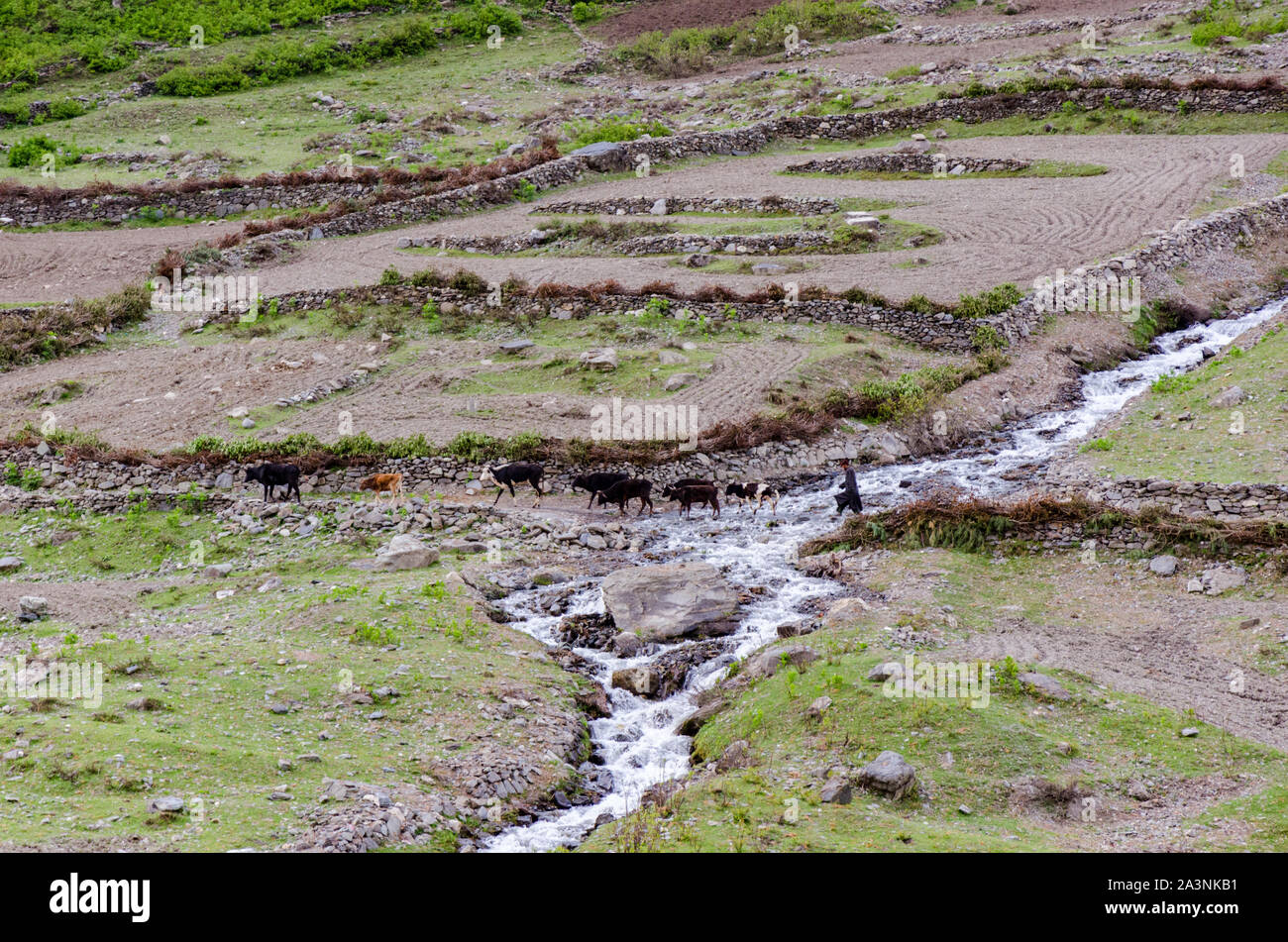 Cattle herder along with his livestock crossing a small river at ...