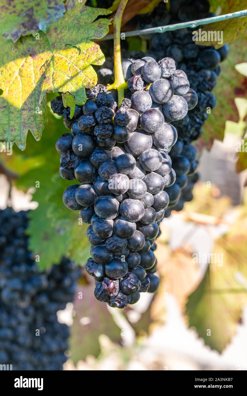Ripe grapes of Saperavi in a vineyard before harvest, Kakheti, Georgia ...