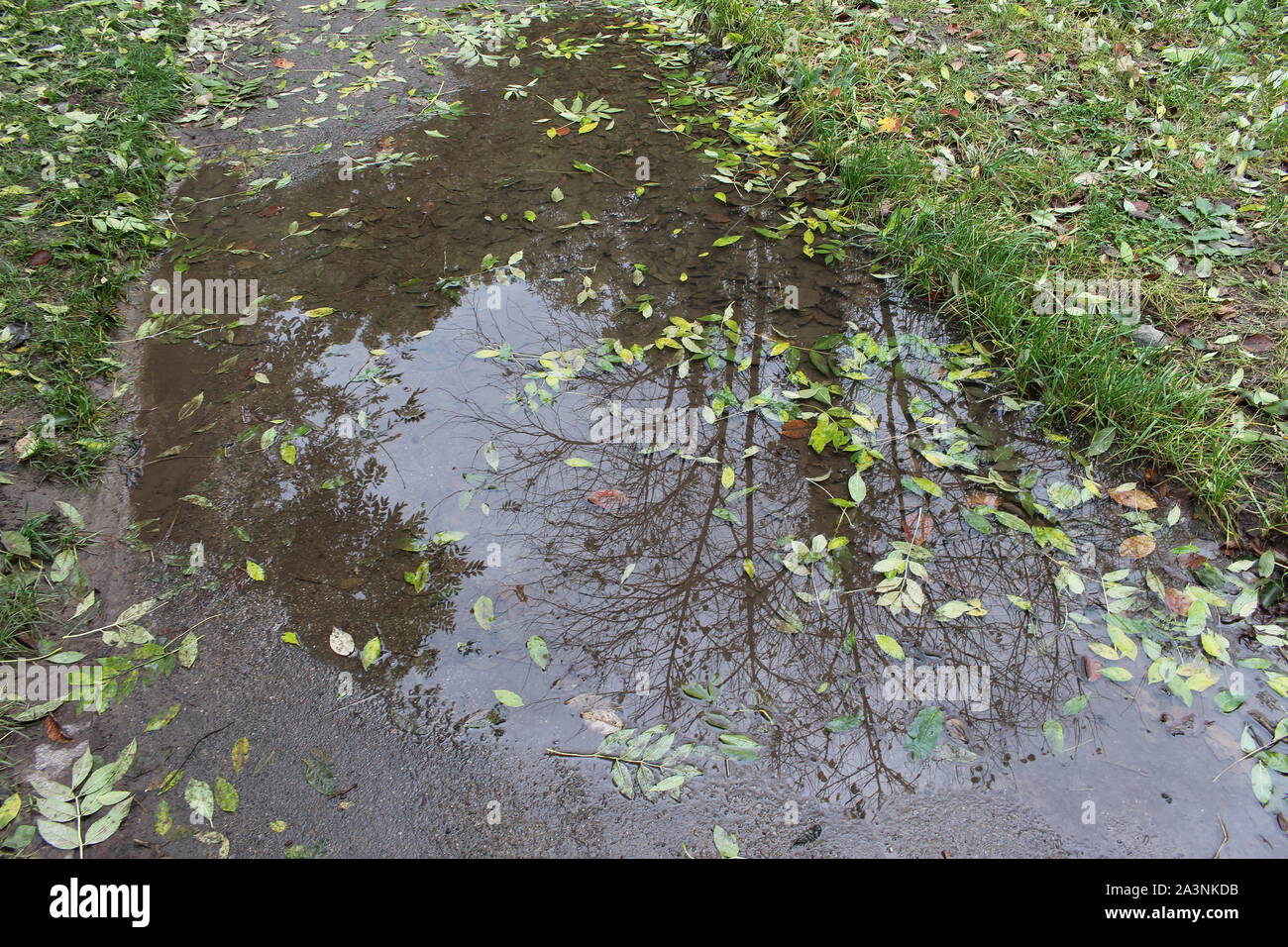 Reflection of tree in a puddle of water covered with leaves Stock Photo ...