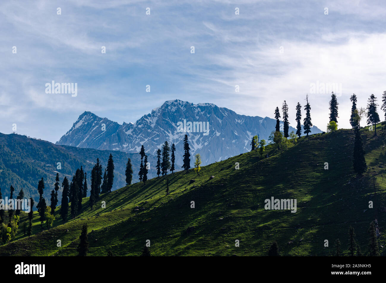Beautiful backlit landscape with pine trees against snow capped ...
