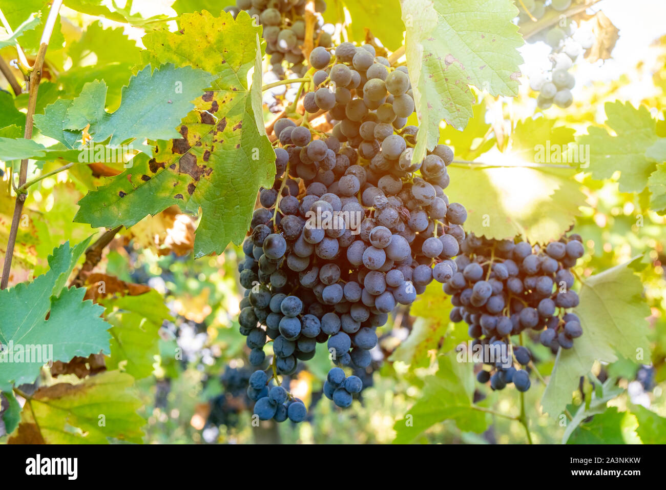 Georgia saperavi hi-res stock photography and images - Alamy