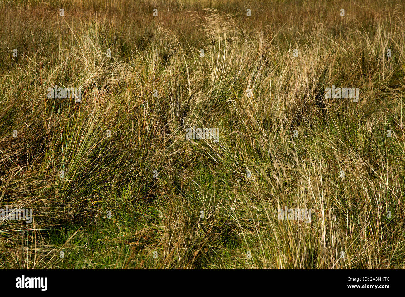 Seeded ryegrass hi-res stock photography and images - Alamy