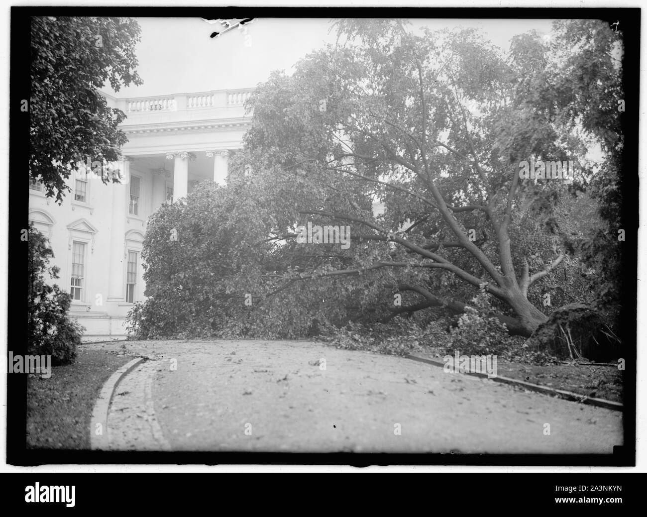 STORM DAMAGE. FALLEN TREE ON WHITE HOUSE NORTH DRIVE Stock Photo - Alamy